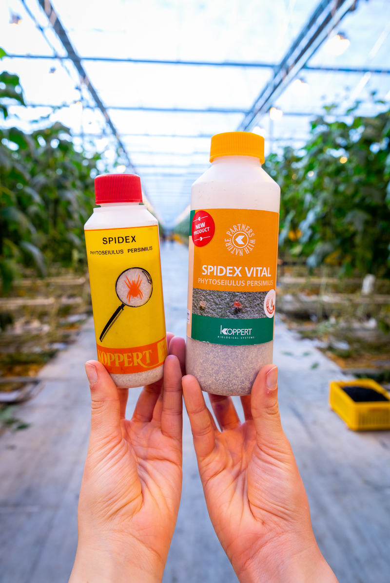 Spidex Vital - innowacyjny, ulepszony produkt do walki z przędziorkiem ...