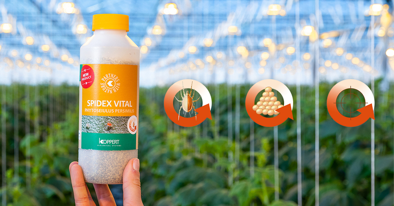 Spidex Vital - innowacyjny, ulepszony produkt do walki z przędziorkiem ...