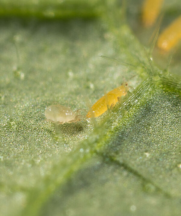 Transeius montdorensis - drapieżny roztocz do zwalczania szkodników