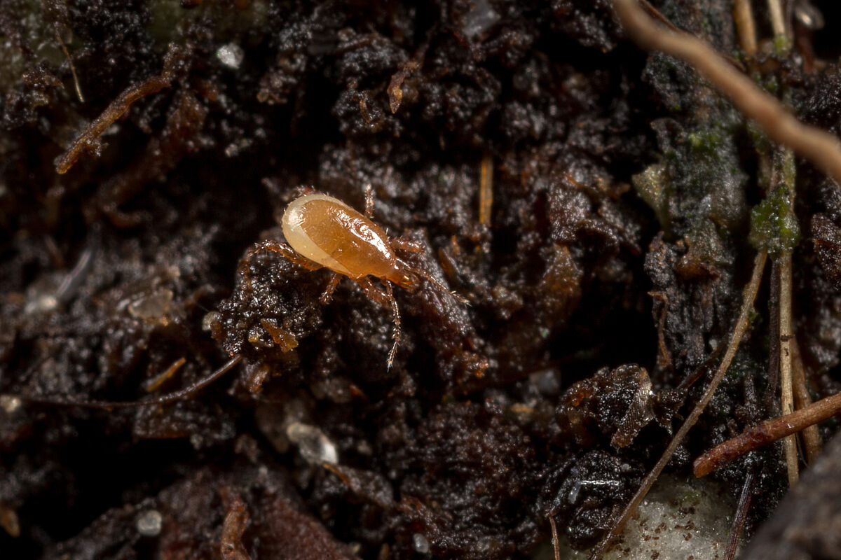 Macro-Mite | Zwalczanie wciornastków i komarów | Drapieżne roztocza ...