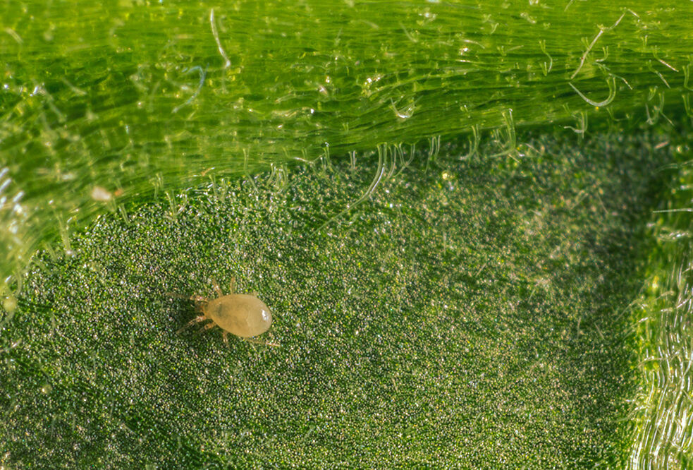 Amblyseius swirskii - drapieżny roztocz do zwalczania szkodników
