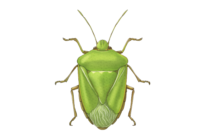 Pluskwy - biokontrola, uszkodzenia i cykl życia