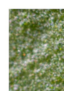 Spidex Vital | Koppert Polska