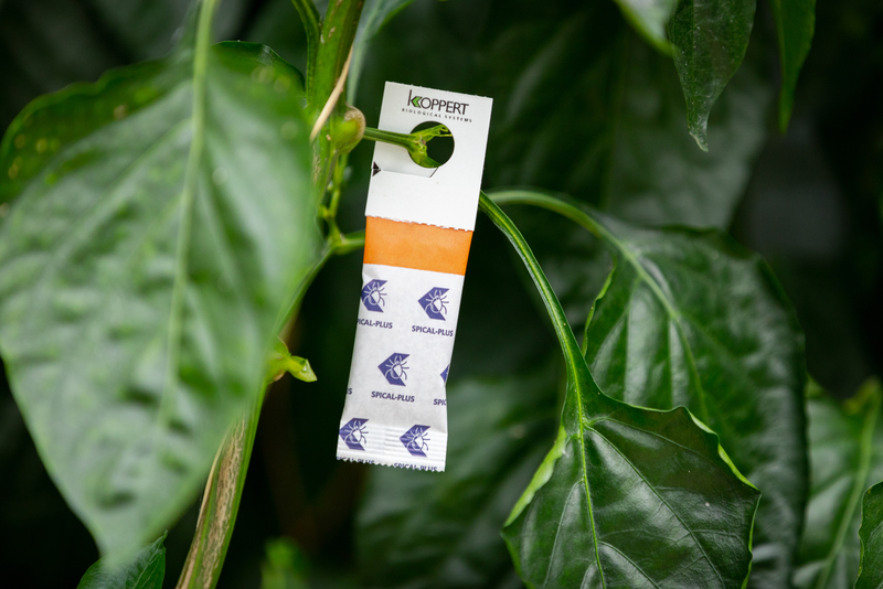 Nowy wygląd saszetek Spical-Plus | Koppert Polska