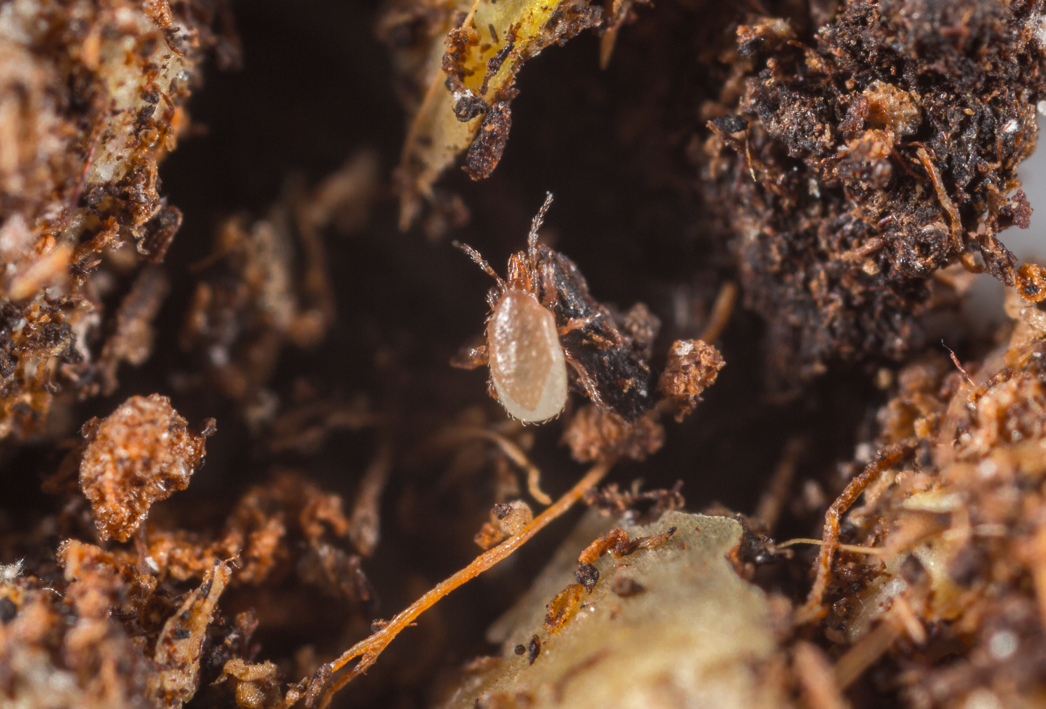 Stratiolaelaps scimitus (Hypoaspis miles) - drapieżny roztocz do ...